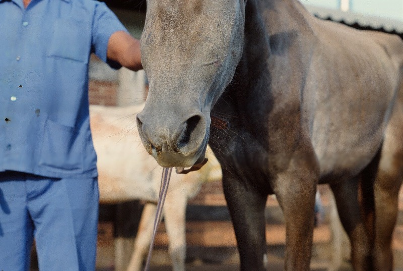 Você já ouviu falar na enfermidade Cara Inchada em Equinos?