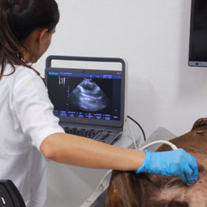 Ultrassom veterinário: essencial para diagnóstico em pequenos animais