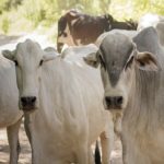 Papeira bovina: Você sabe qual a causa e como tratar?