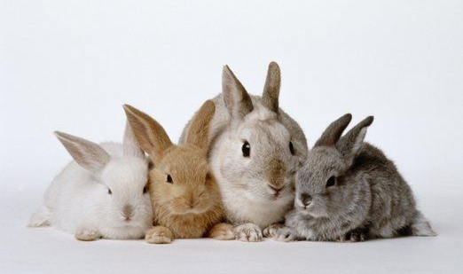 O coelho como bicho de estimação