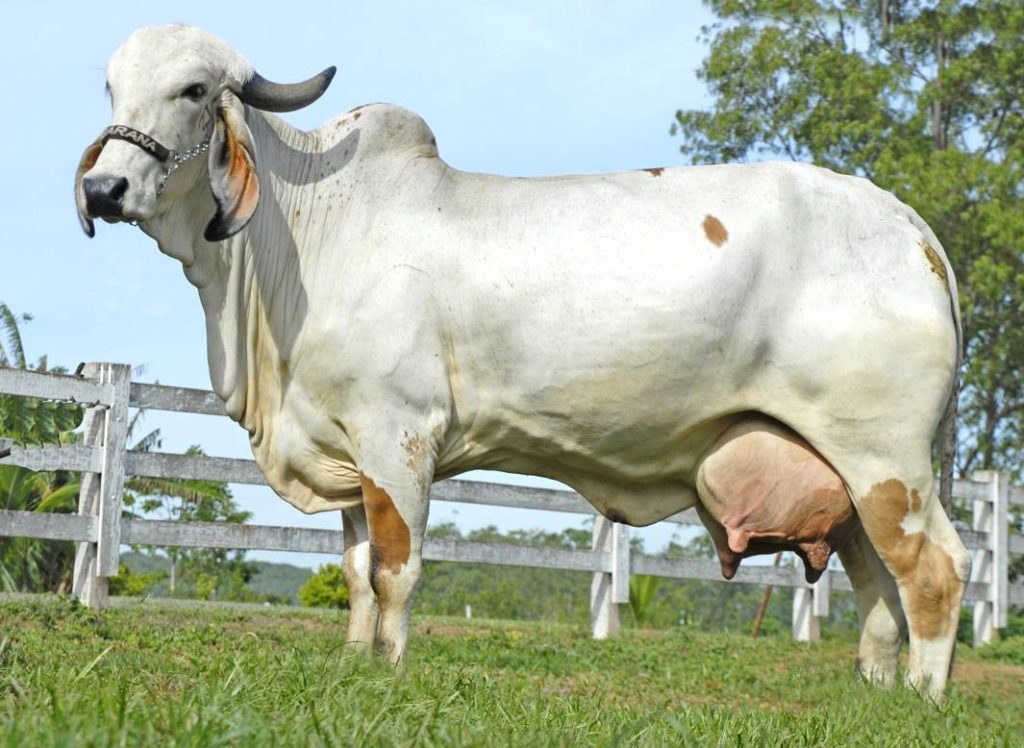 girolando-gado-leiteiro-no-ms.jpg - Portal para Profissionais Veterinários