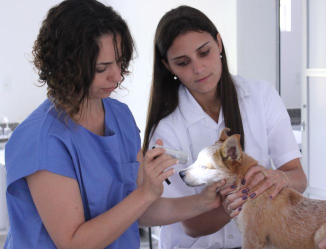 Medicina Veterinária: Um pouco da história