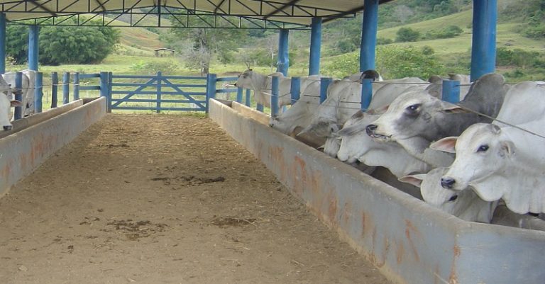 Acidose ruminal em bovinos: Como prevenir esse problema?