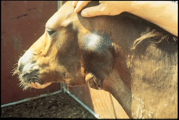 Garrotilho Equino: Saiba como tratar e prevenir essa doença