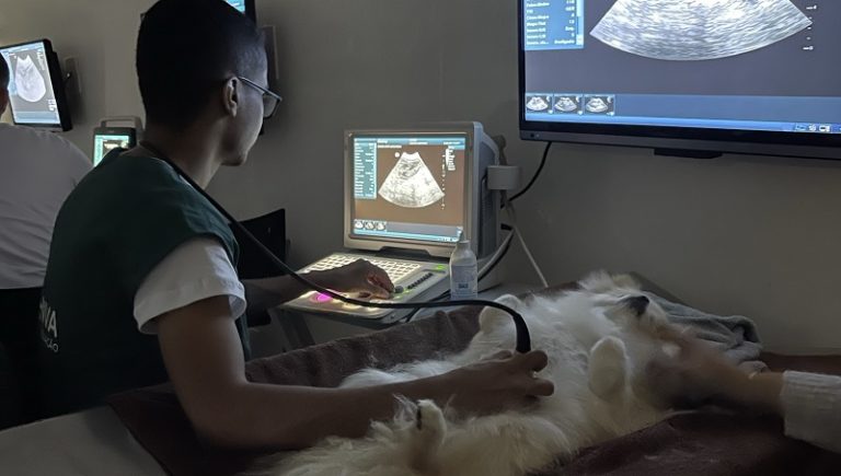 Inseminação artificial em equinos: conheça mais sobre essa técnica