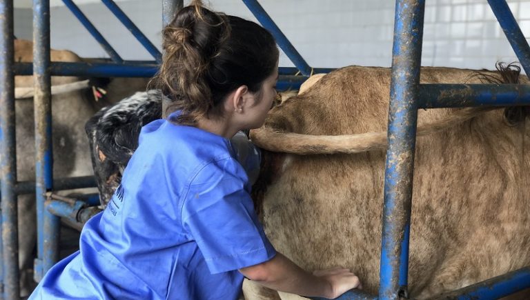 Entenda a claudicação em equinos - Equinos - Revista Veterinária