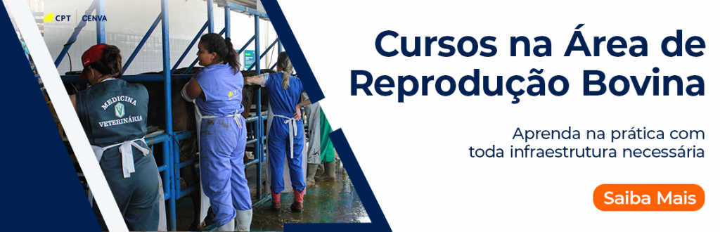 O que é cisto ovariano em vacas e como ele impacta na reprodução