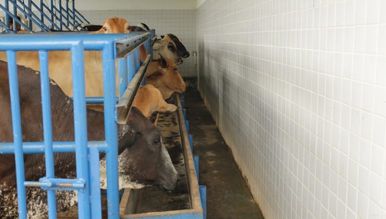 Entenda a claudicação em equinos - Equinos - Revista Veterinária