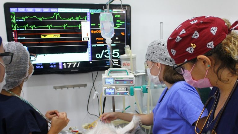 Entenda a claudicação em equinos - Equinos - Revista Veterinária