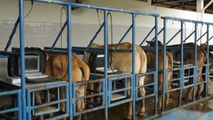 Garrotilho Equino: Saiba como tratar e prevenir essa doença