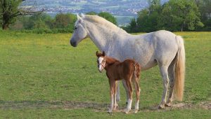 Entenda a claudicação em equinos - Equinos - Revista Veterinária
