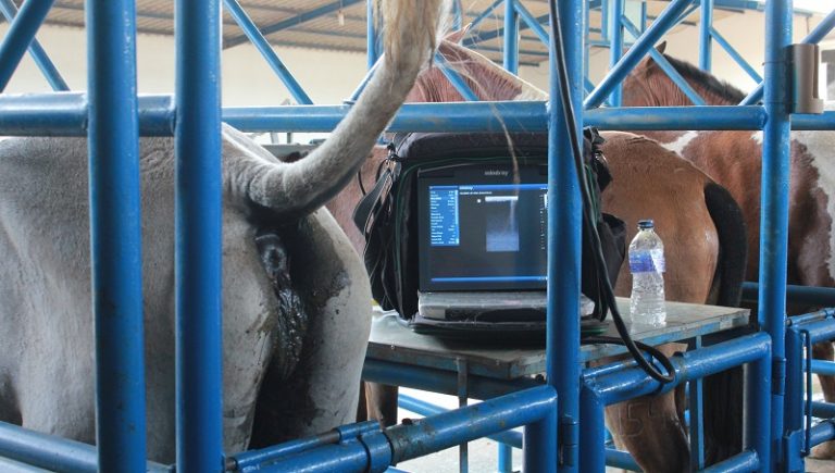Garrotilho Equino: Saiba como tratar e prevenir essa doença