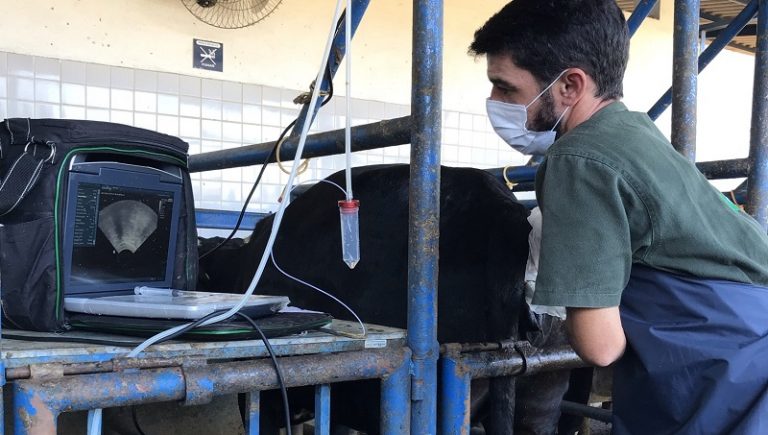 Garrotilho Equino: Saiba como tratar e prevenir essa doença