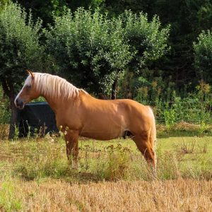 Conheça os parâmetros reprodutivos do garanhão equino
