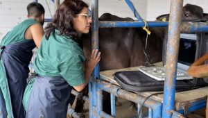 Entenda a claudicação em equinos - Equinos - Revista Veterinária